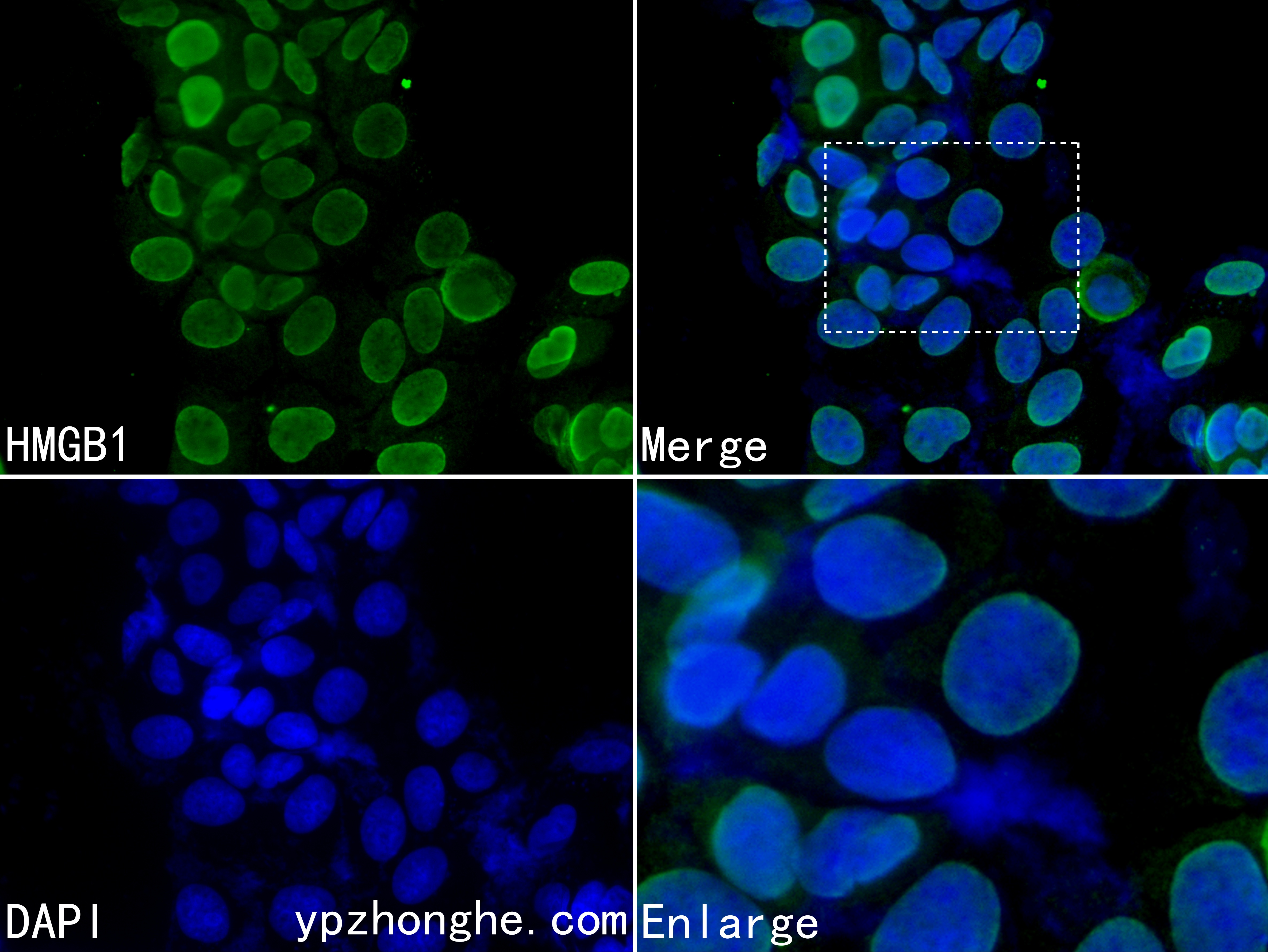 Recombinant HMGB1 Rabbit Monoclonal Antibody - 一品众合官网
