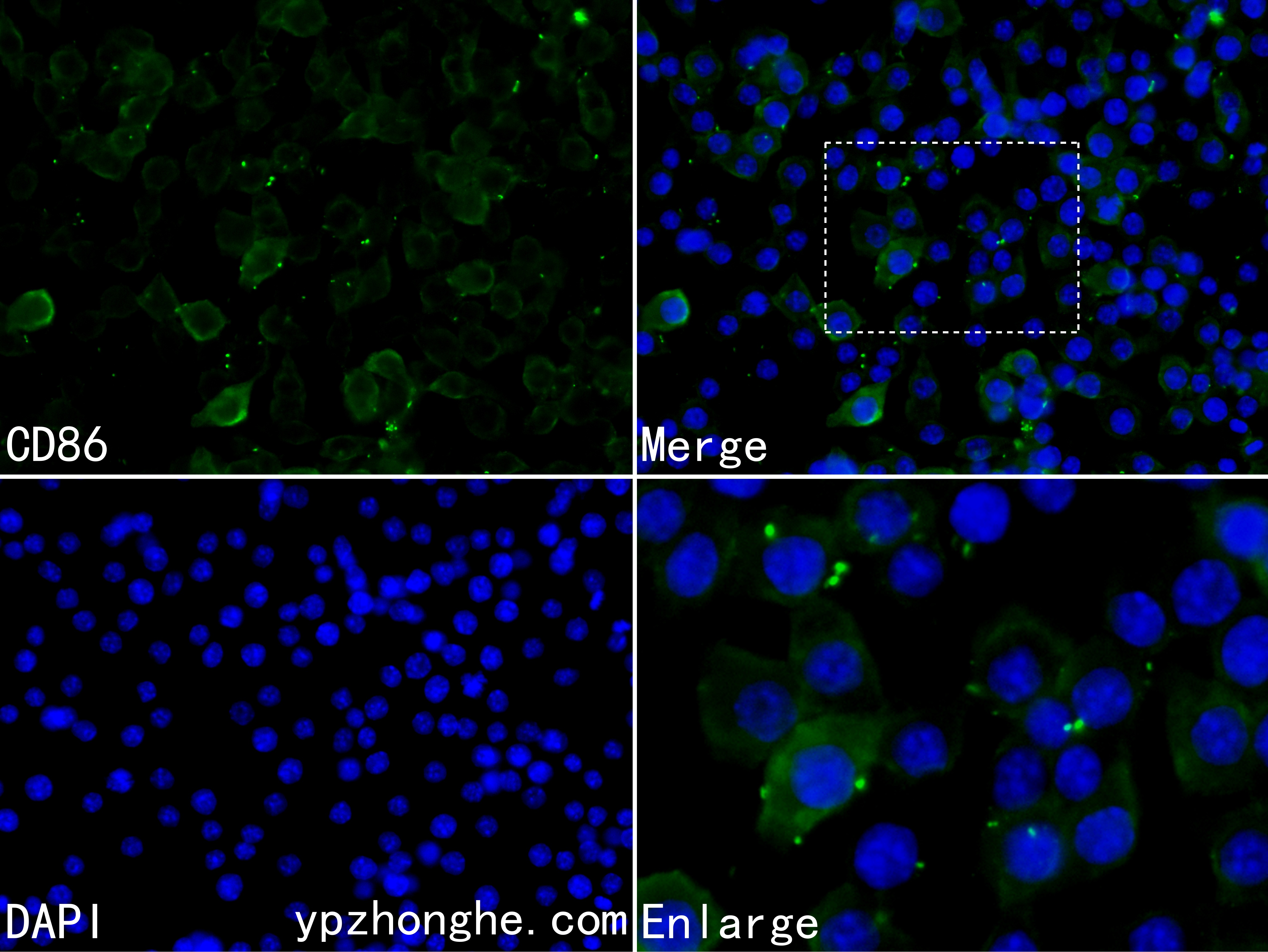 Recombinant CD86 Rabbit Monoclonal Antibody - 一品众合官网